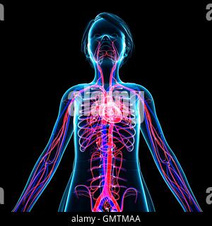 Illustration of a teenage girl's circulatory system Stock Photo - Alamy