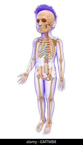 Illustration of a child's skeleton Stock Photo - Alamy