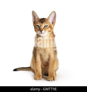 Serious young Abyssinian cat looking at camera against white background ...