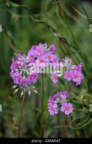 Candelabra primrose, Primula prolifera Stock Photo - Alamy