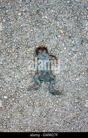 squashed frog or toad on road Stock Photo - Alamy
