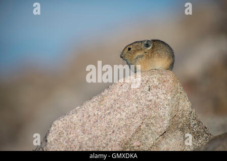 American pika (Ochotona princeps) at a haystack Kananaskis Country ...