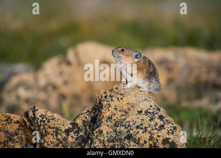American pika (Ochotona princeps) at a haystack Kananaskis Country ...