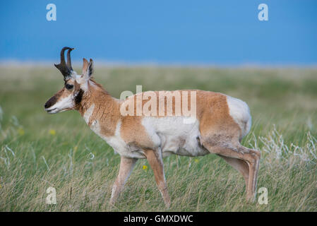 Photos of early America-Wild West cowboy activities Stock Photo - Alamy