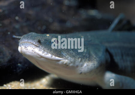 Polypterus bichir Stock Photo - Alamy