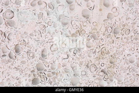 seashells in concrete Stock Photo: 145311243 - Alamy