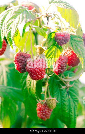 Ripe raspberries growing from the bush Stock Photo - Alamy