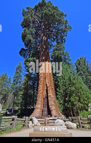 Sentinel Tree, a Giant Sequoia, Sequoiadendron giganteum, outside the Giant Forest Museum in ...