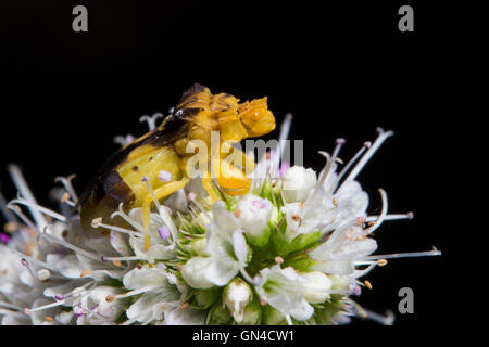 Jagged Ambush Bugs (Phymata erosa) male and female eating a Virescent ...
