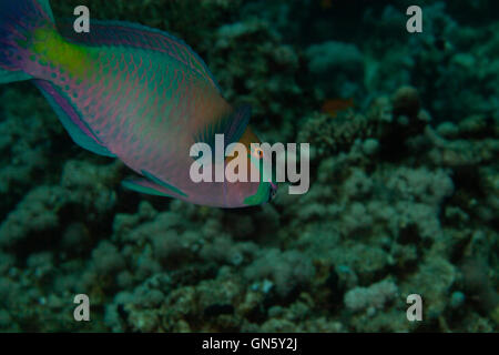 Parrotfish in de Red Sea Stock Photo - Alamy