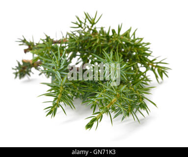 juniper twig isolated on white Stock Photo - Alamy