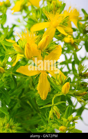 Hypericum flowers Hypericum perforatum or St Johns wort on the meadow ...