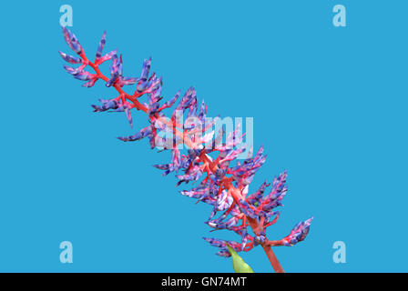 Aechmea Blue Tango Bromeliad flower Stock Photo - Alamy