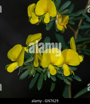 Cluster of stunning Australian wildflowers Gompholobium virgatum ...