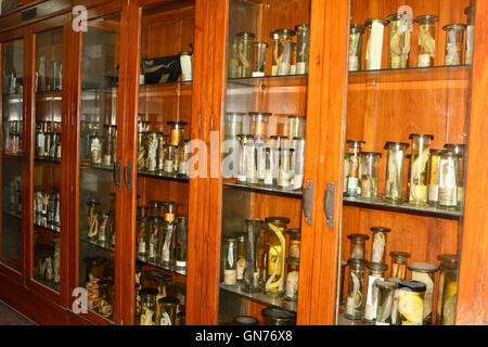 Animal specimens in Jar Stock Photo - Alamy