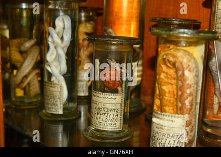 Animal specimens in Jar Stock Photo - Alamy