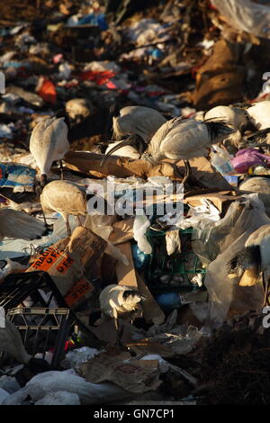 Australian White Ibis birds foraging among trash rubbish at a tip - or ...