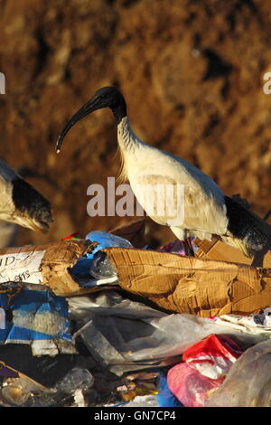 Australian White Ibis birds foraging among trash rubbish at a tip - or ...