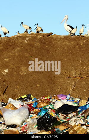 Australian White Ibis birds foraging among trash rubbish at a tip - or ...