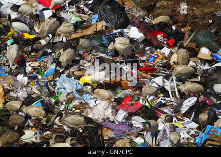 Australian White Ibis birds foraging among trash rubbish at a tip Stock ...