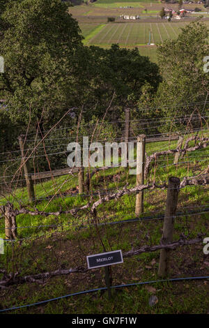 Red wine and grapes. Terrace vineyards in Lavaux region, Switzerland ...