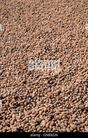 Expanded clay aggregate. Used in construction for insulation and Stock ...