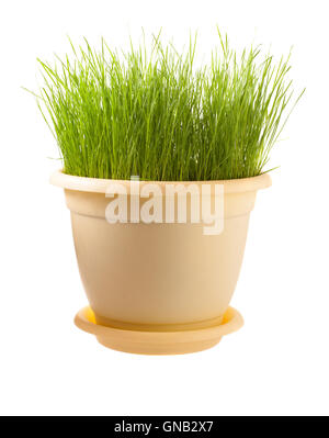 Green grass in a pot isolated on a white background Stock Photo - Alamy