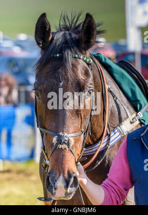 Equestrian sport. Portrait sports brown stallion in the bridle. The leg ...