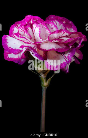 macro of the Carnation (Pinks Stock Photo - Alamy