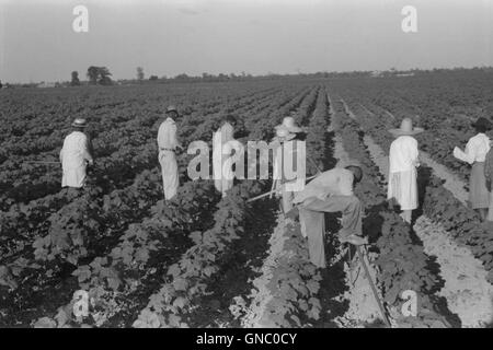 USA Mississippi Clarksdale The Hopson Plantation Commissary Stock Photo ...