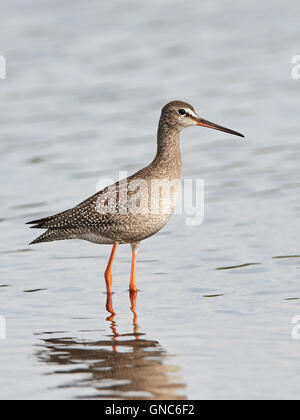 Spotted redshank standing in water in its habitat Stock Photo - Alamy