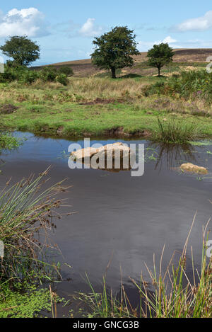 Bicknoller Post, Quantock Hills AONB, Somerset, England, UK in ...