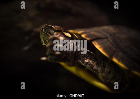 Closeup northern map turtle under water swimming in the dark Stock ...