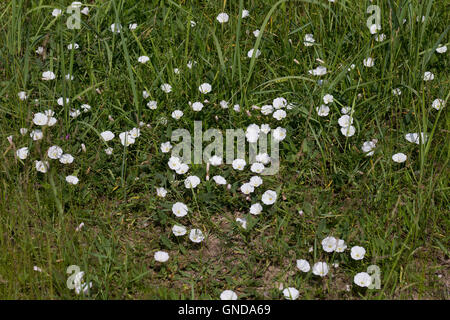 Acker-Winde, Ackerwinde, Convolvulus arvensis, Field Bindweed Stock ...