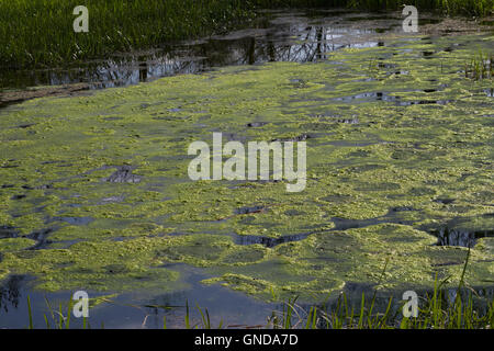 green alga, green algae, Schraubenalgen, Grünalgen, Fadenalgen ...