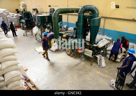 BURKINA FASO, Bobo Dioulasso, company Nafaso hybrid seed production and ...