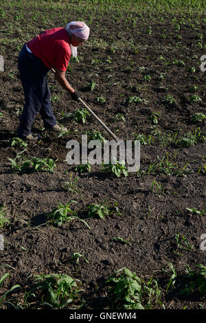 ROMANIA Banat, village Semlac, farm worker in romanian car Dacia Stock ...