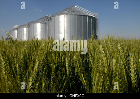 ROMANIA Banat, village Semlac, 2000 hectare farm of german farmer ...