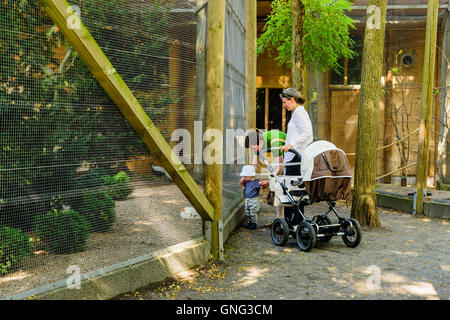 Woman with small child looking at large horned goats behind safety ...