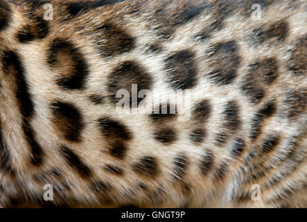 Cat fur bengal cat texture background. Close-up Stock Photo - Alamy