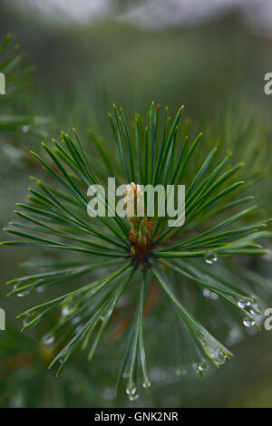 water droplets on the fir leaves Stock Photo - Alamy