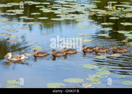 Female mother Mallard duck crossbreed with juvenile ducklings following ...