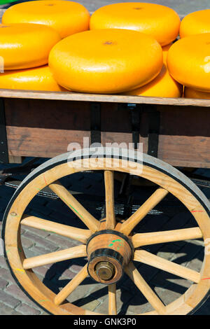 Wheels / rounds of Gouda cheese on sled / stretcher at Waagplein Square ...