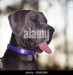 Head shot of a purebred Gray Great Dane that is outside Stock Photo - Alamy