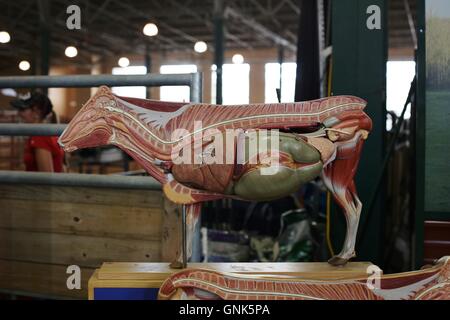 Anatomy of the cow organs Stock Photo - Alamy
