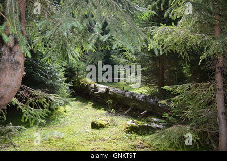 Inside a dense pine tree forest with streams, large moss covered pine ...