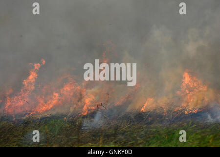Wildfire in the savannah Stock Photo - Alamy
