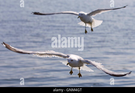 Beautiful isolated image of a flying gull Stock Photo - Alamy
