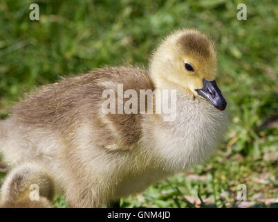 Photo of a cute chick of Canada geese on a grass Stock Photo - Alamy