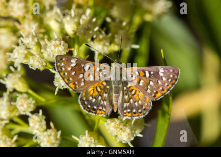 Palmer's Metalmark (Apodemia palmeri Stock Photo - Alamy